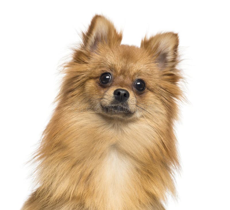 Close-up of a German Spitz, 1 Year Old Stock Image - Image of brown ...