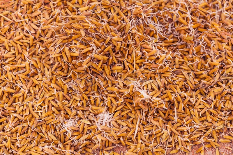 Rice Seed Germinate In A Paddy Field. Stock Photo - Image of farm ...