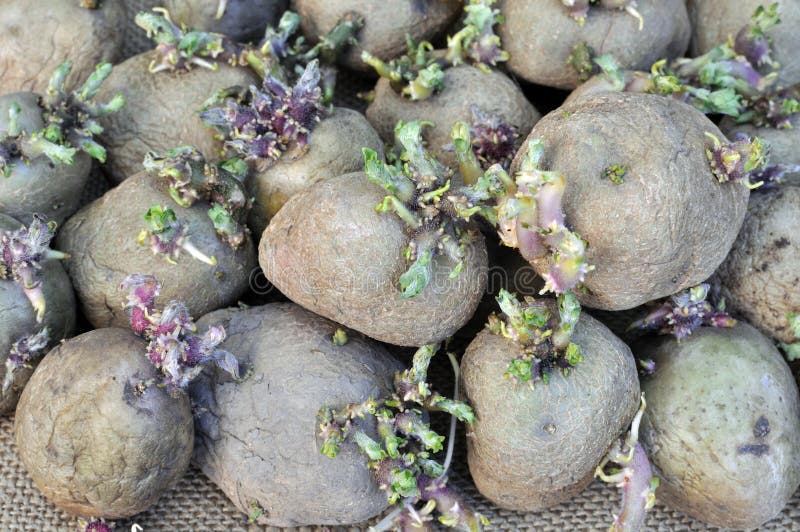 Germinating potatoes stock photo. Image of macro, prepared - 24539772
