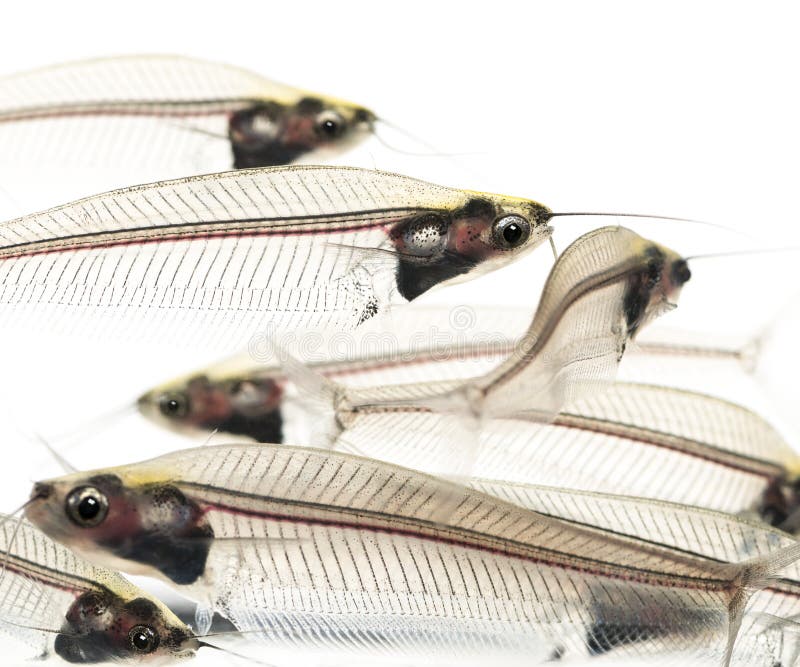 Transparent aquarium fish stock image. Image of bicirrhis - 6417175