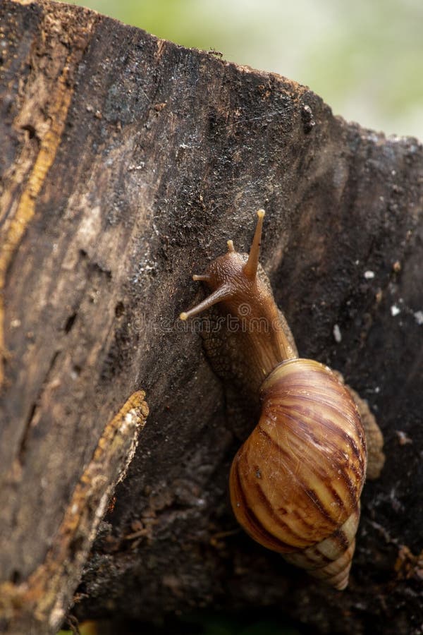 Close-up of a Giant African Snail Gliding Across a Tree Bark Stock ...