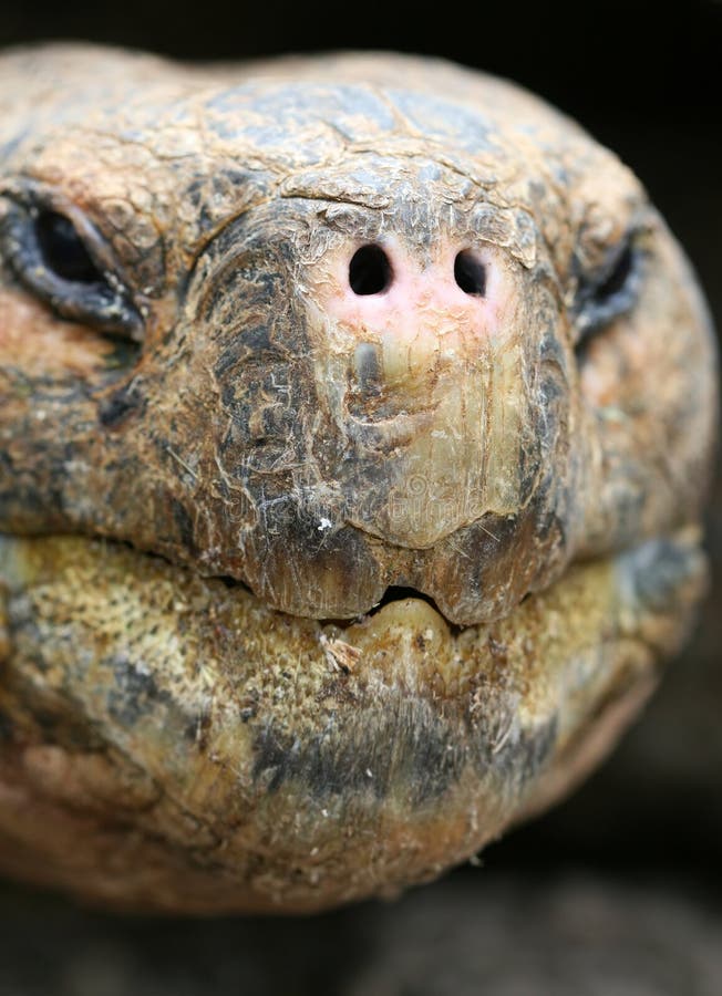 Close Up Giant Galapagos Tortoise Stock Photo - Image of wild, cruz ...