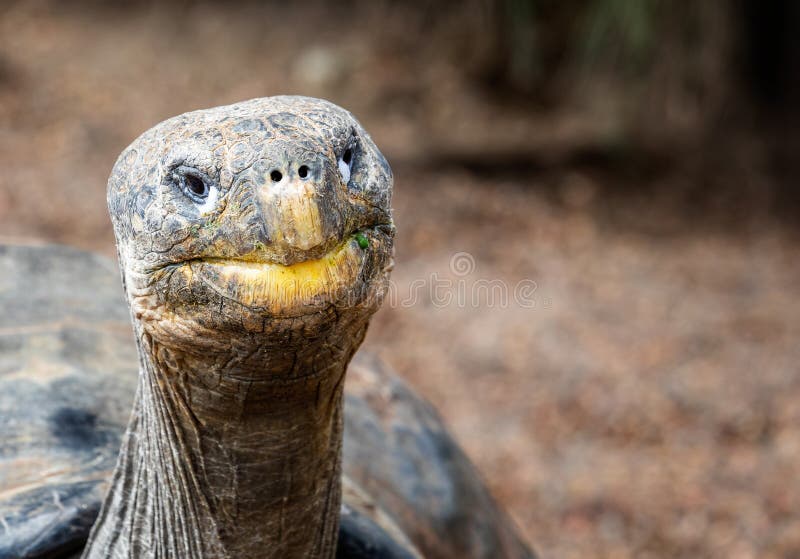 Tortoise head stock image. Image of scales, tortoiseshell - 3563