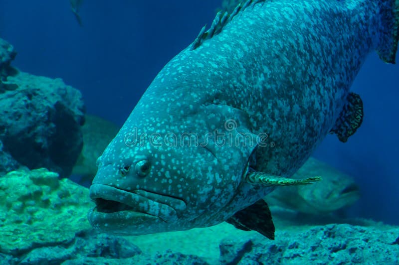 Giant grouper stock image. Image of giant, large, blue - 100578473