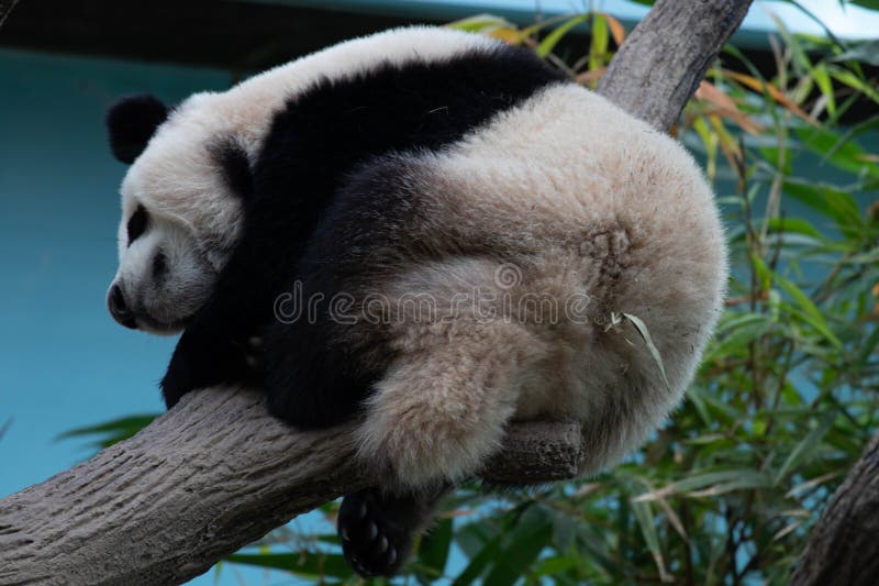 Close Up Giant Panda in Singapore Stock Photo - Image of conservation ...