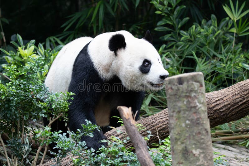 Close Up Giant Panda in Singapore Stock Photo - Image of adorable ...