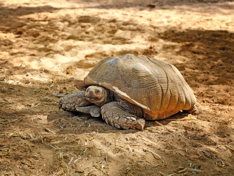 Close Up of Giant Turtle Walking on the Ground Stock Photo - Image of ...