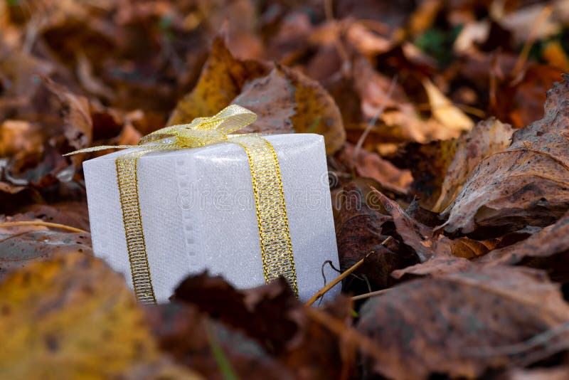 Clouse Up Gift Box in the Forest with Natural Tree Leaves Stock Photo ...