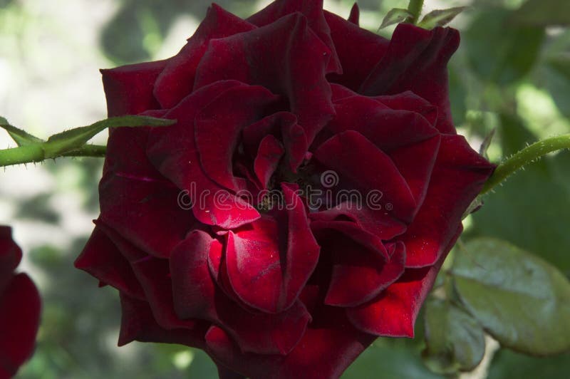 Close-up: Gigantic Big Dark Red Rose Stock Image - Image of rose ...