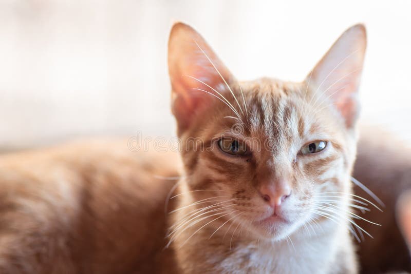 Close Up of Ginger Cat Face Stock Image - Image of looking, portrait ...