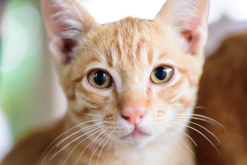 Close Up of Ginger Cat Face Stock Image - Image of orange, home: 116270255