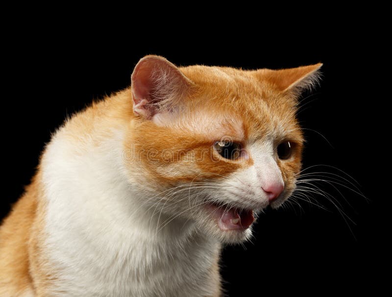 Gato Miando De Peterbald Sphynx Do Close Up No Preto Foto de Stock ...