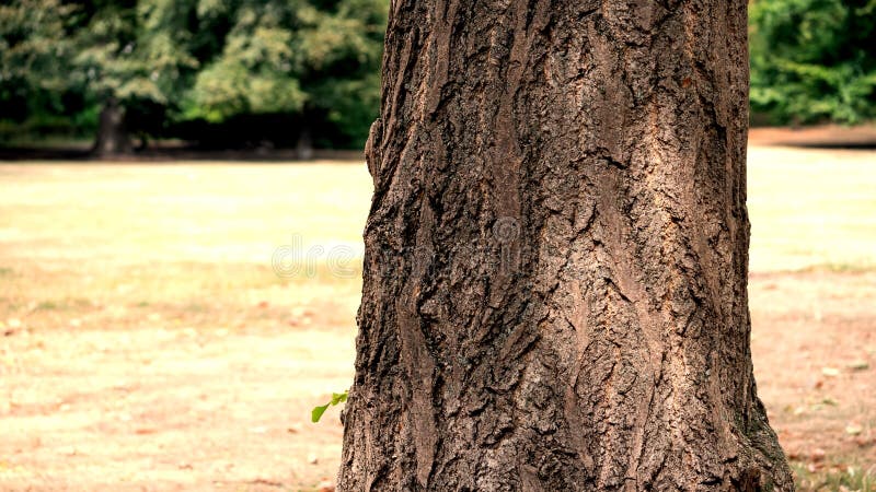 Ginkgo Tree Trunk, Ginkgo Biloba Stock Image - Image of plant, nature ...