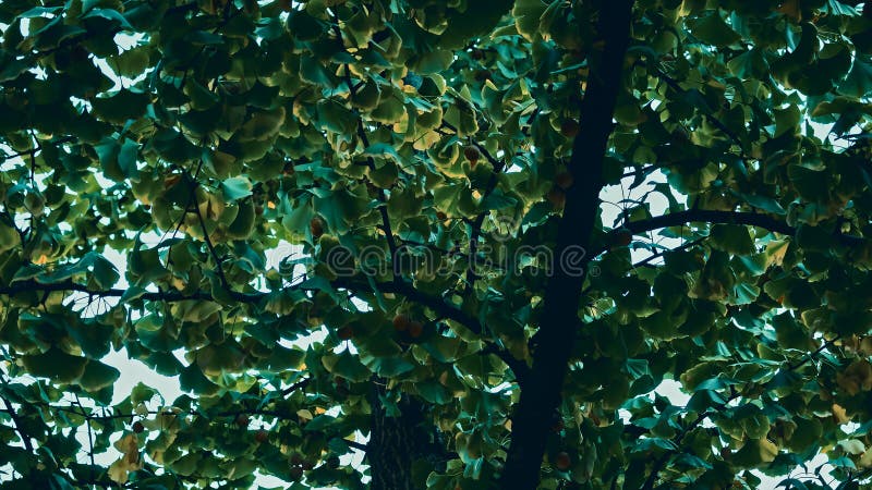Close-up of a Ginkgo Tree Trunk Stock Image - Image of gingko, tree ...