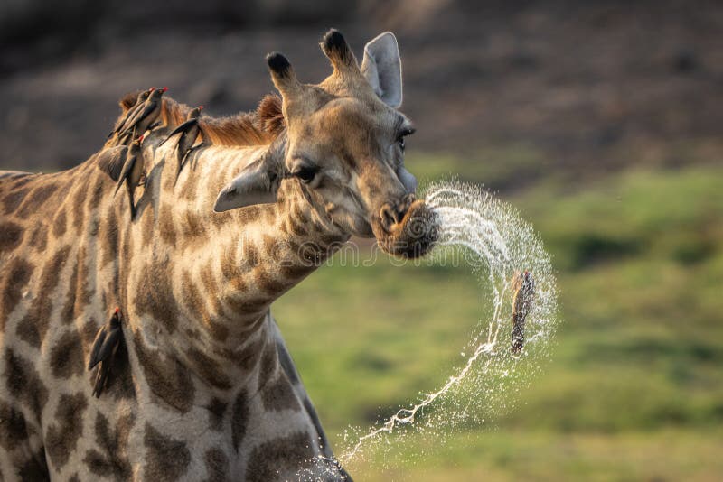 Close-up of Giraffe Dribbling Water from Mouth Stock Photo - Image of ...