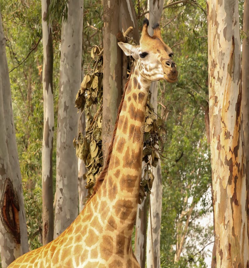 Close-up of a Giraffe in Front of Some Green Trees Stock Photo - Image ...