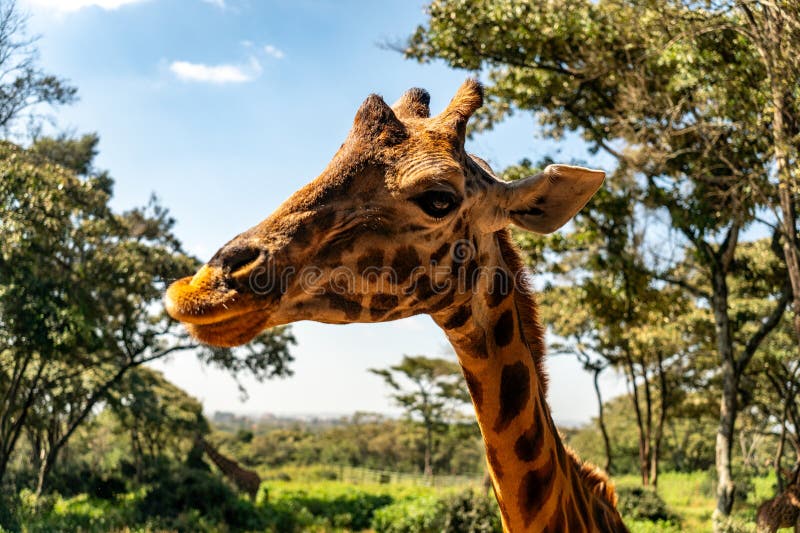 Close-up of Giraffe in Front of Some Green Trees, Giraffes in the Wild ...