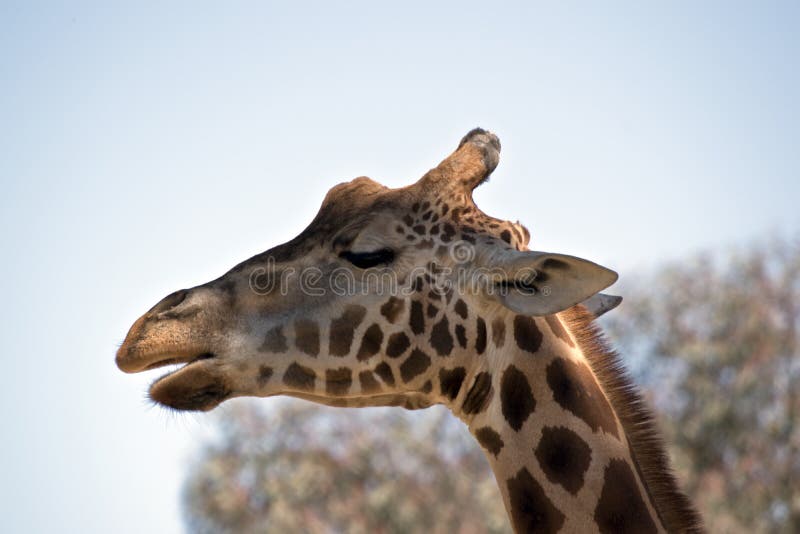 Giraffe side view stock image. Image of brown, eyes - 127484455