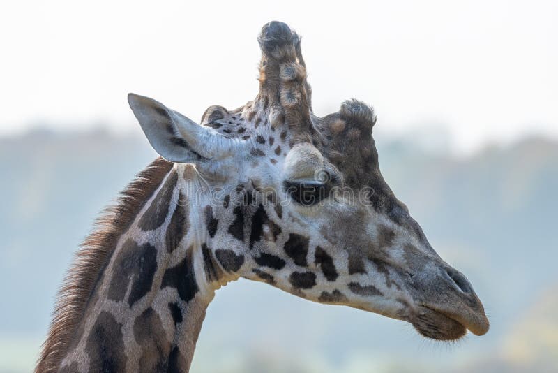 A Close Up of a Giraffe Head Portrait Stock Image - Image of isolated ...