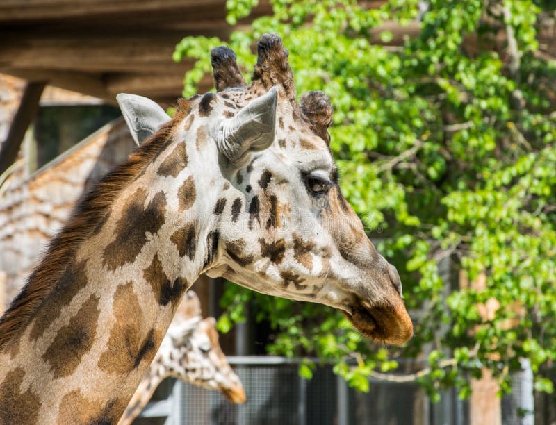 Close up of giraffe head stock photo. Image of animal - 31483856