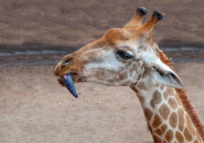 Close up giraffe head stock image. Image of camouflage - 33588481