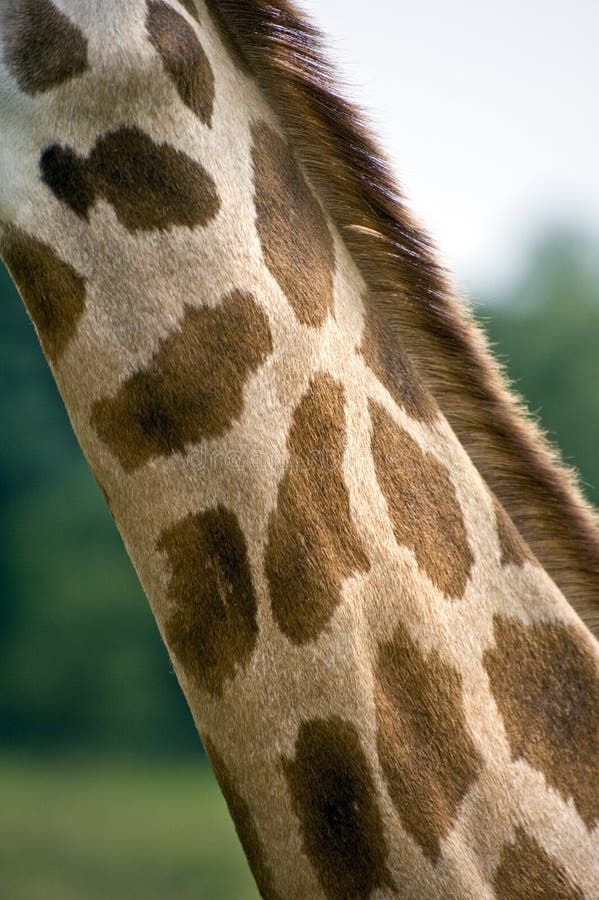 Close Up of Giraffe Neck and Camouflage Stock Image - Image of green ...