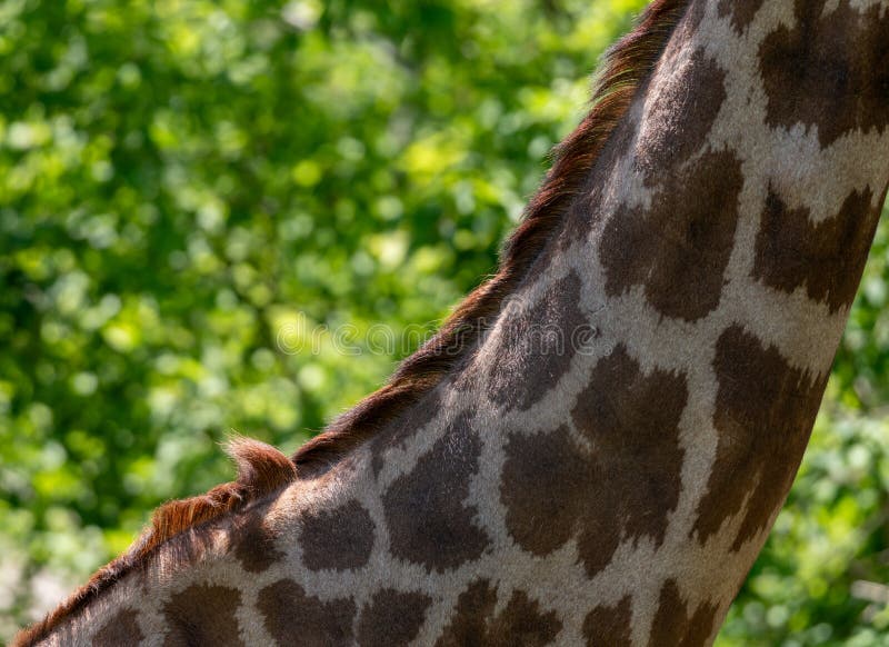 Close Up of a Giraffe Neck and Mane with Greenery Background Stock ...