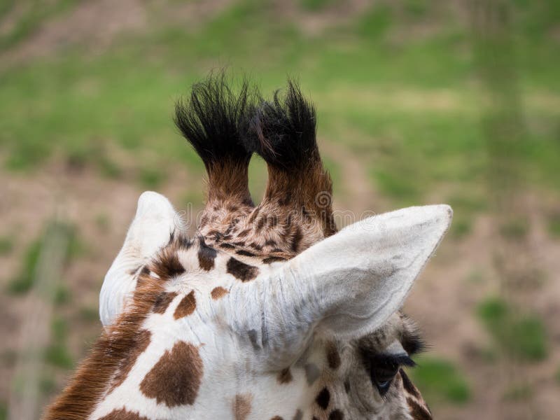 Giraffe's Back Head Stock Photos - Free & Royalty-Free Stock Photos ...