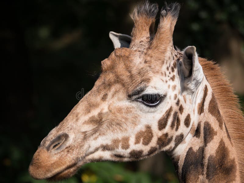 Close-up of a giraffe stock photo. Image of giraffe - 102884668