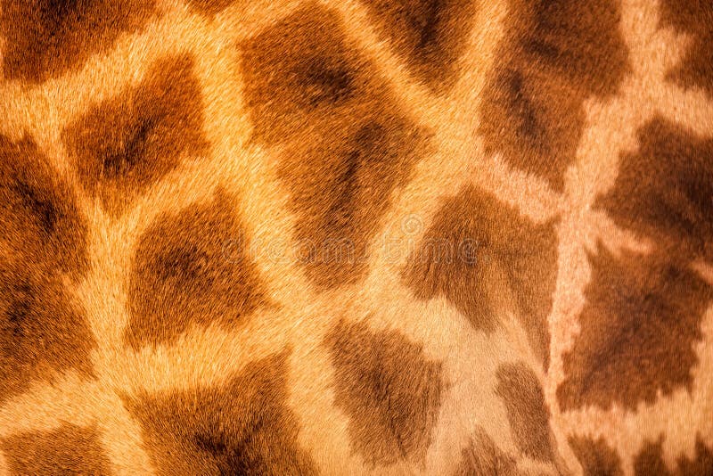 Close up of Giraffe skin stock photo. Image of background - 40390406