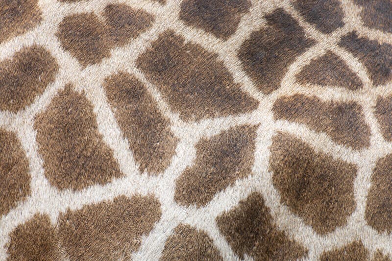 Close Up of a Giraffe Skin Texture Stock Image - Image of natural ...