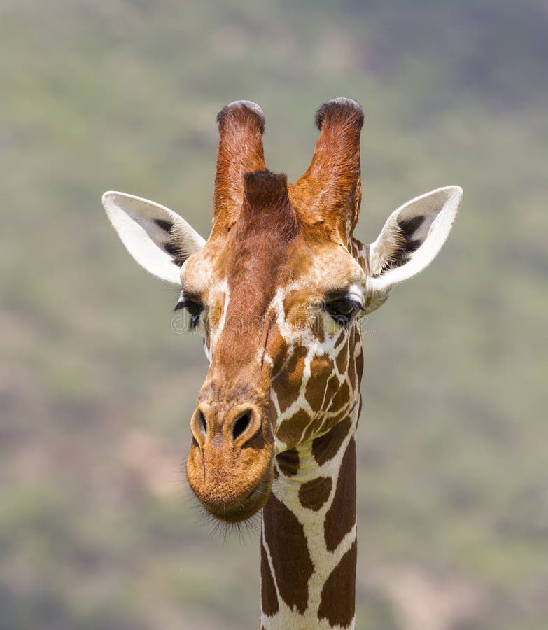 Giraffe Head Shot stock photo. Image of shot, safari - 235620870
