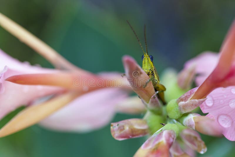 Close Up Glasshopper on Flower Stock Image - Image of feelers, profile ...