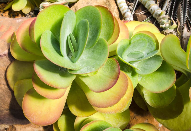 Close Up of Globe Shaped Cactus Stock Image - Image of botanical, globe ...