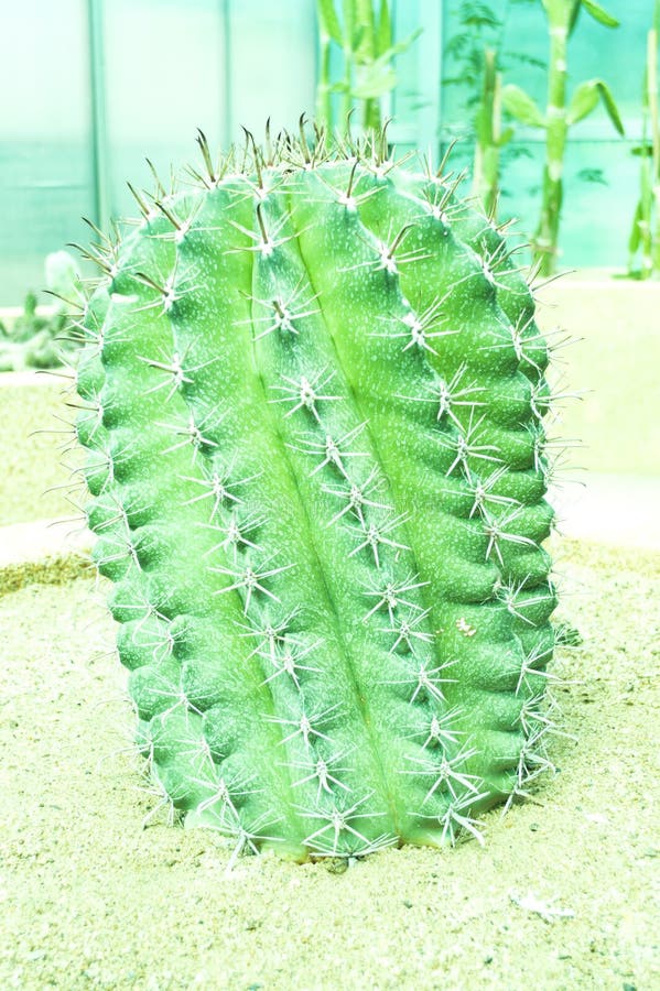 Close Up of Globe Shaped Cactus Stock Photo - Image of desert ...