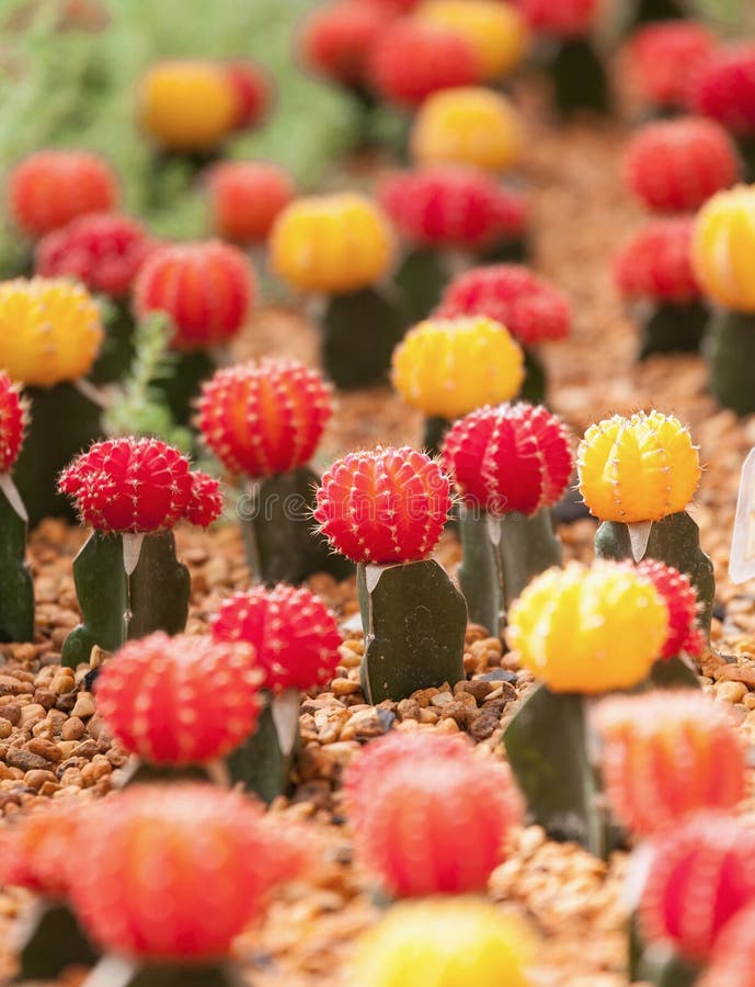 Cactus stock photo. Image of blurred, shape, lush, bright - 99775644