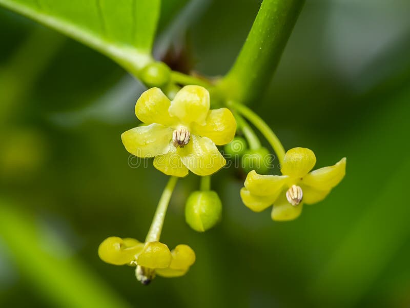 Close Up of Glochidion Flower Stock Photo - Image of beautiful, holiday ...