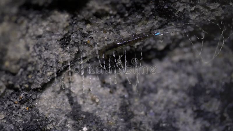 Close Up of Glow Worm and Its Threads on a Rock Wall at Lithgow Stock ...
