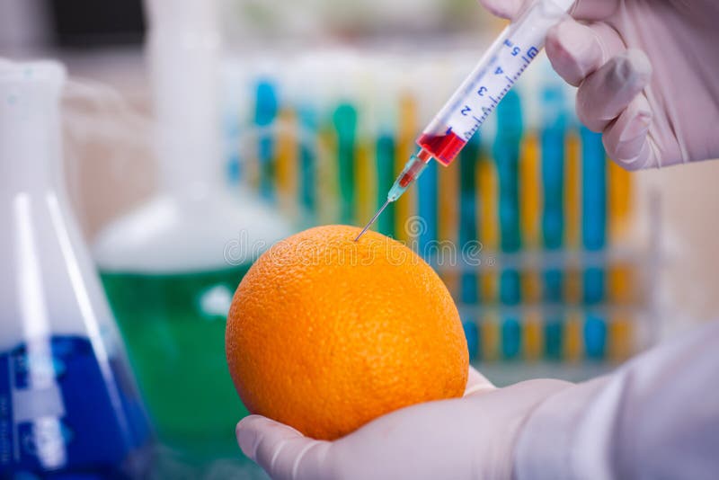 Close Up of GMO Experiment Injecting Liquid into Orange, Agricu Stock ...