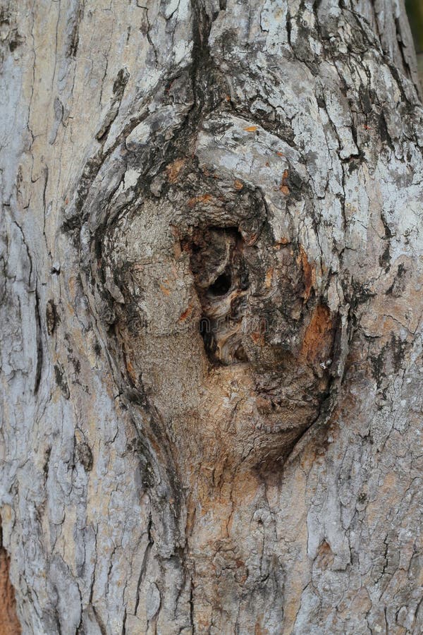 Close up gnarl of tree stock image. Image of gnarled - 77259517