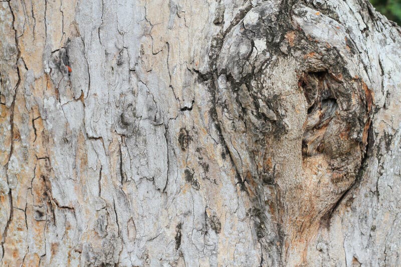 Close up gnarl of tree stock photo. Image of high, gnarled - 77259678