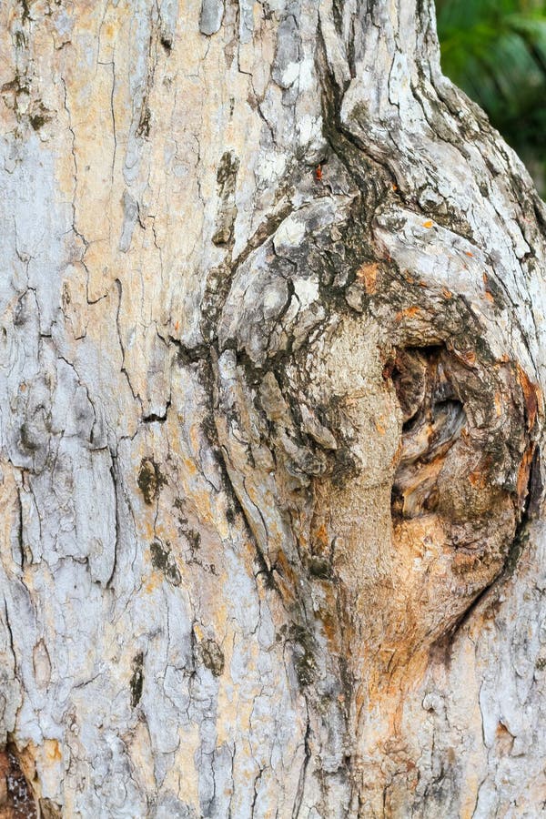 Close up gnarl of tree stock image. Image of board, knot - 77259791