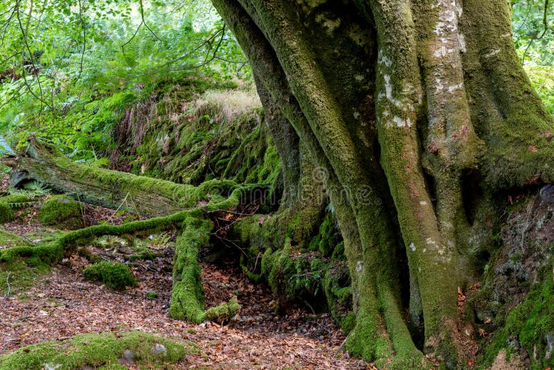 Tarr Steps in Devon stock image. Image of wilderness - 158594175