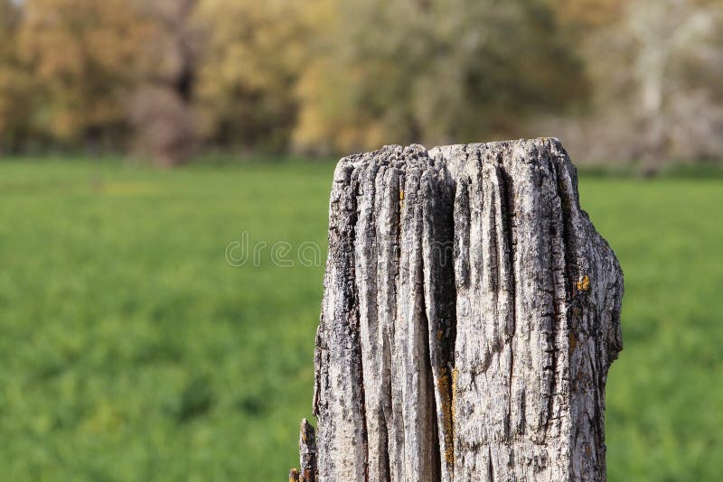 Post with Grey Texture of Old Wood Stock Photo - Image of meadow ...
