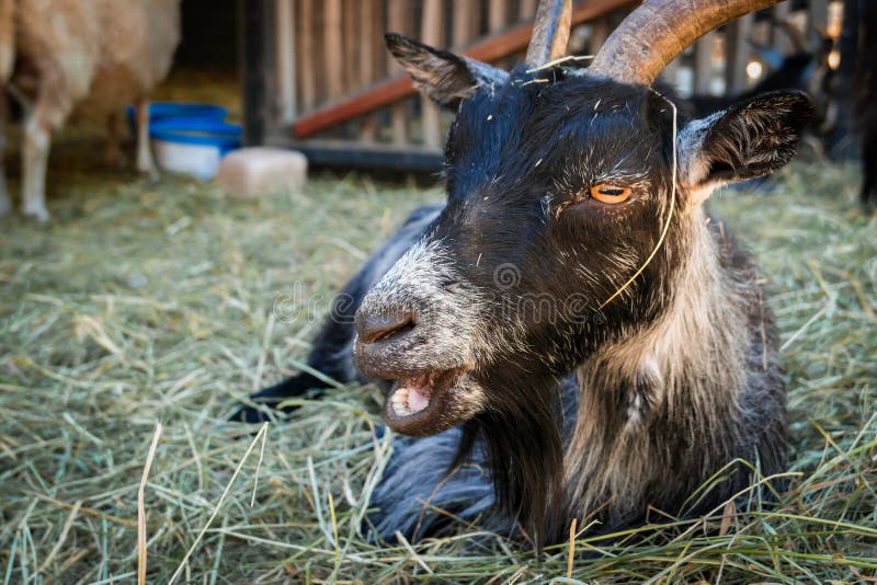 Close up of a goat stock photo. Image of farm, sheep - 257292202