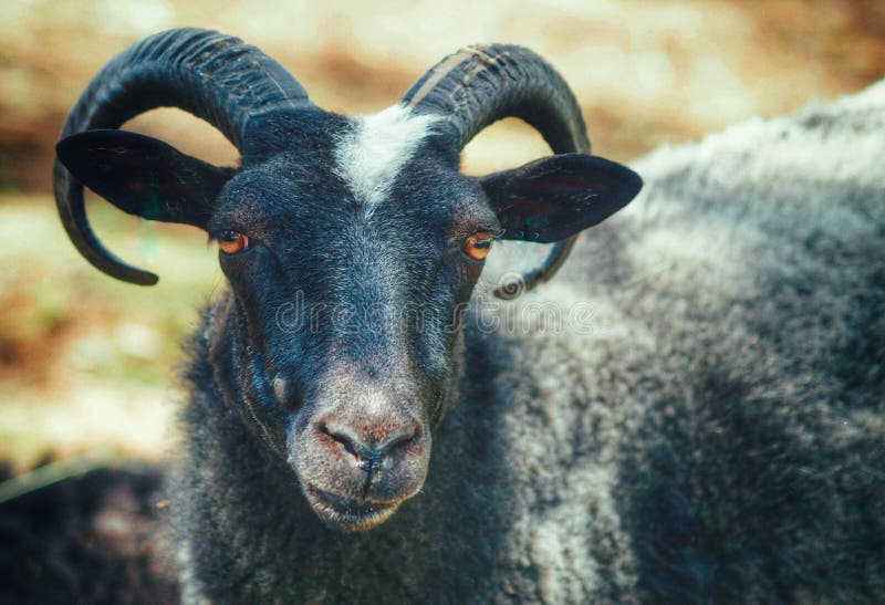 Close up of a goat stock image. Image of grazing, bovine - 255760827