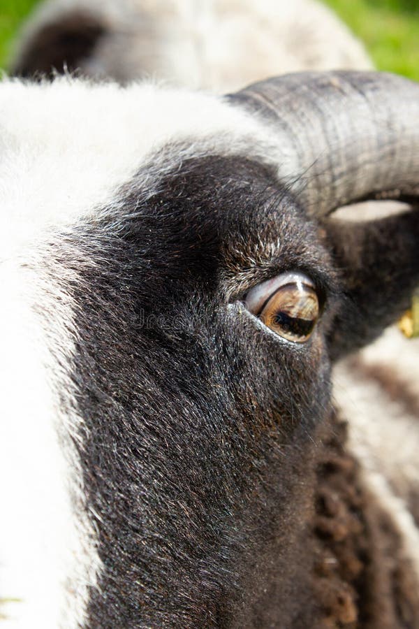 Close Up of a Goat Eye and Face Stock Image - Image of horn ...