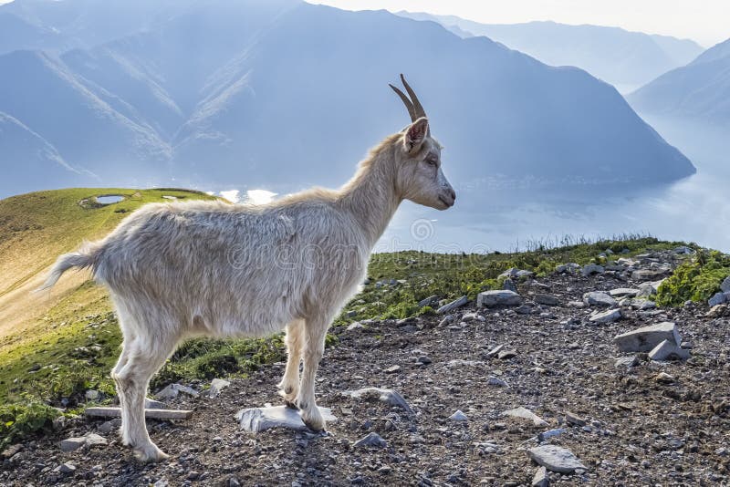 Close-up of a Goat in the Italian Alps Stock Photo - Image of long ...