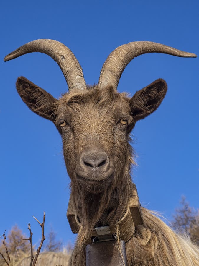 Goat in the Italian alps stock photo. Image of horned - 263155828