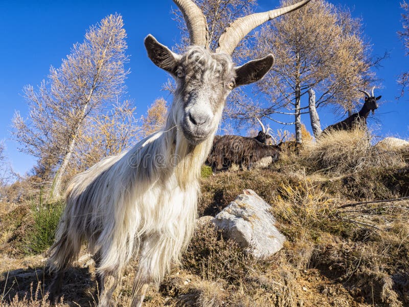 Goat in the Italian alps stock photo. Image of horned - 263155828